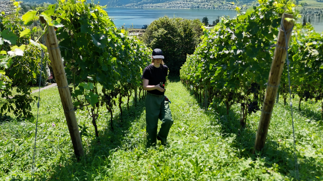 SWISSORS® Swiss Tailoring & Gardening Cutting Tools – Cutting Edge ...