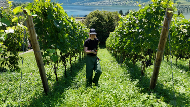 SWISSORS® Swiss Tailoring & Gardening Cutting Tools – Cutting Edge ...